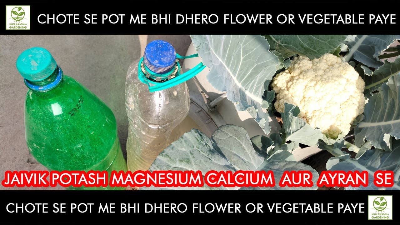 Chote Se Pot Me Bhi Dhero Flower Or Vegetable Paye | Jaivik Potash ...