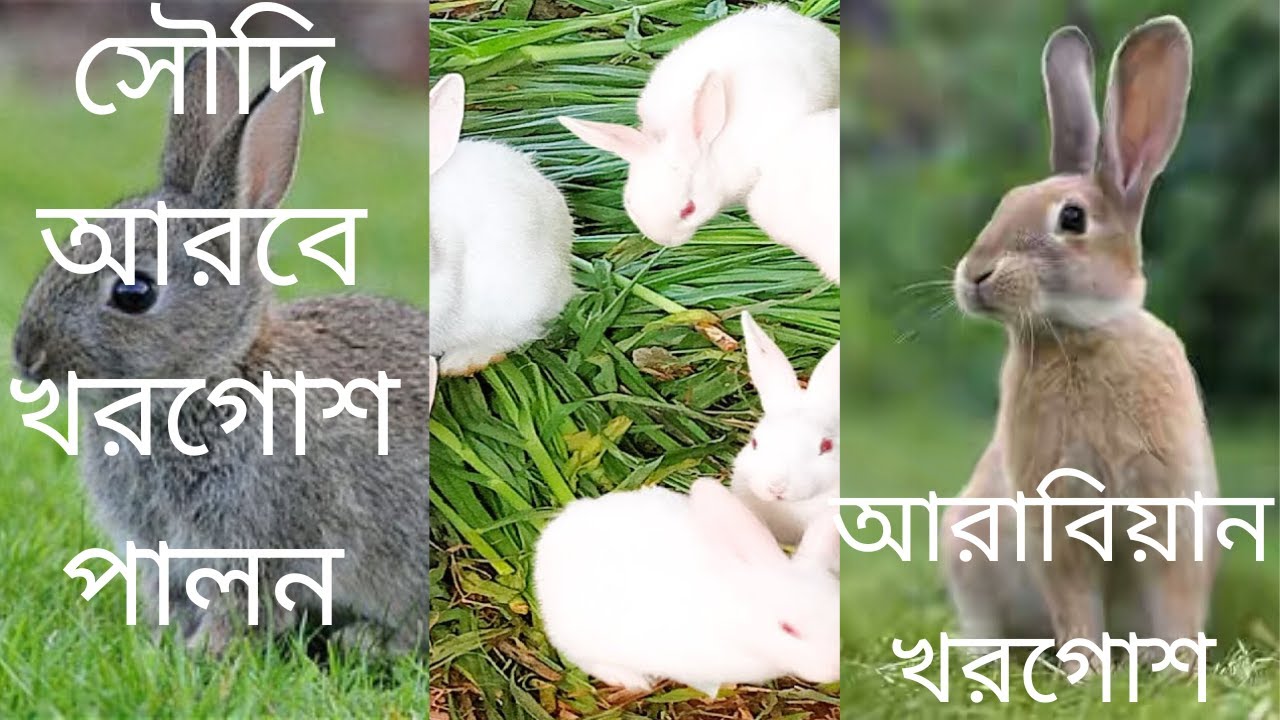 What do rabbits look like in Saudi Arabia? সৌদি আরবের পালিত খরগোশ দেখুন ...