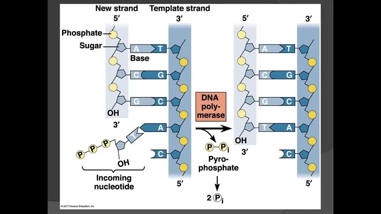 Lecture 20: Part 2- DNA replication - YouTube