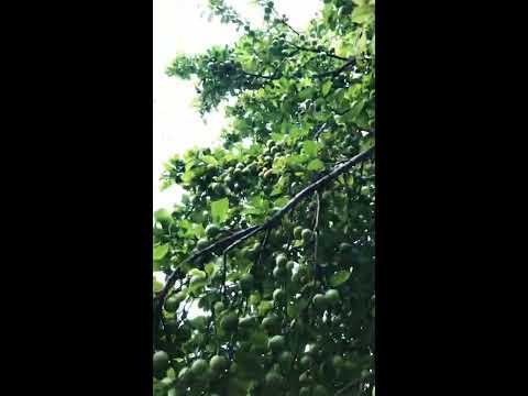 (Bahçe ve tarla işlemleri ) Erik toplama zamanı gelmiş 🍃 #erik #köyhayatı