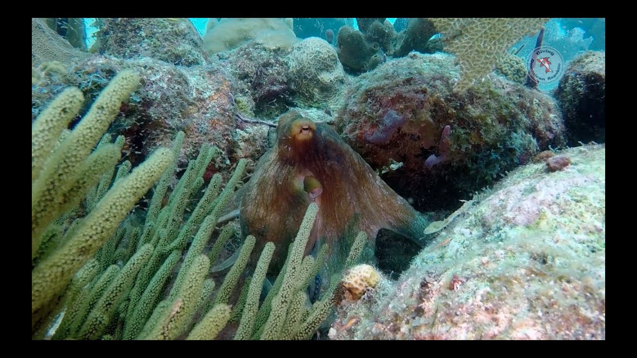 Scuba Diving in Bayahibe, Dominican Republic - Caribbean Reef Octopus ...