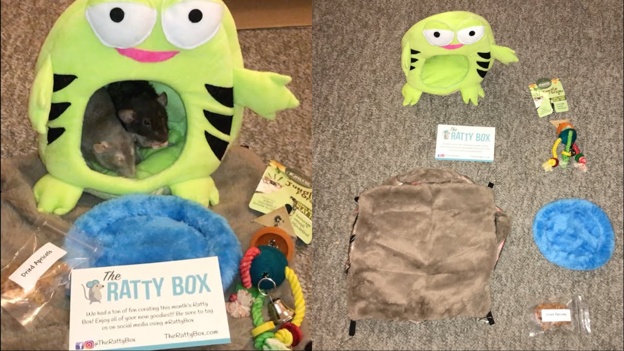 Reviewing August 2021's Ratty Box (A Rat Subscription Service!) - YouTube