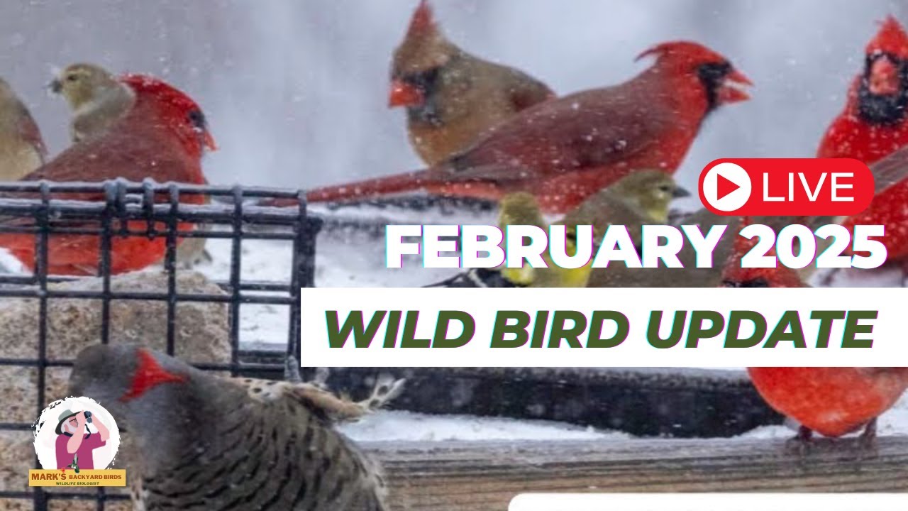 February 2025 Wild Bird Update: Surviving Winter and Start Nesting ...