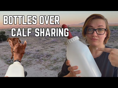 Bottle Raising Is Better For Us (Why We Won't Calf Share)
