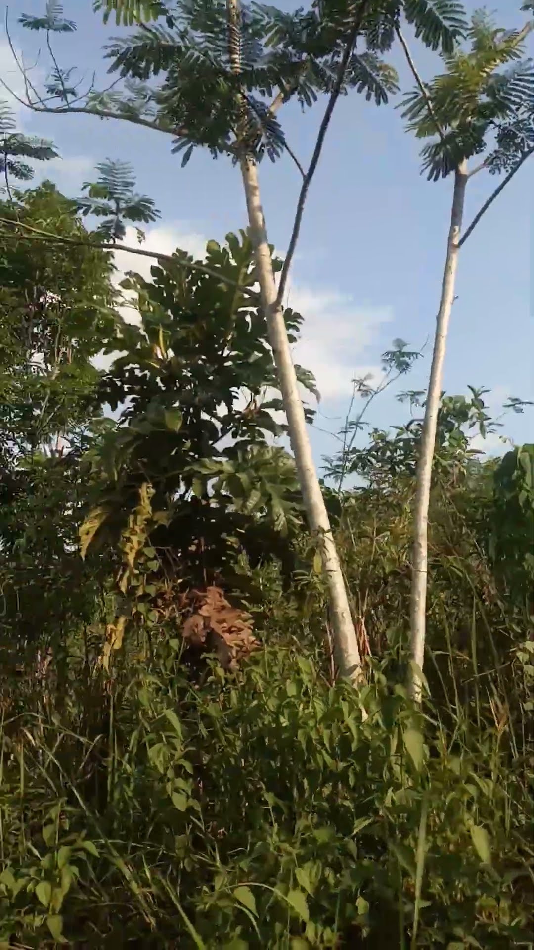 Suara Burung Di Hutan Alami ,Masih Lestari.#burungkicau - YouTube