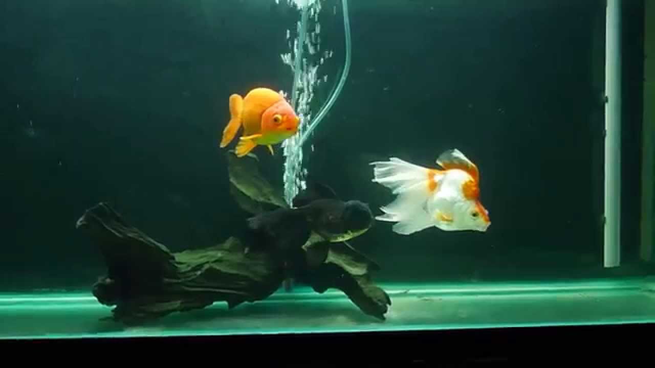 Ranchu Oranda Ryukin Goldfish Aquarium - YouTube