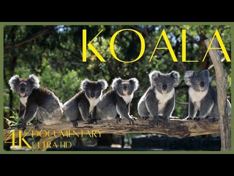 Inside The Private Lives of Wild Koalas - 4K Wildlife Documentary - YouTube