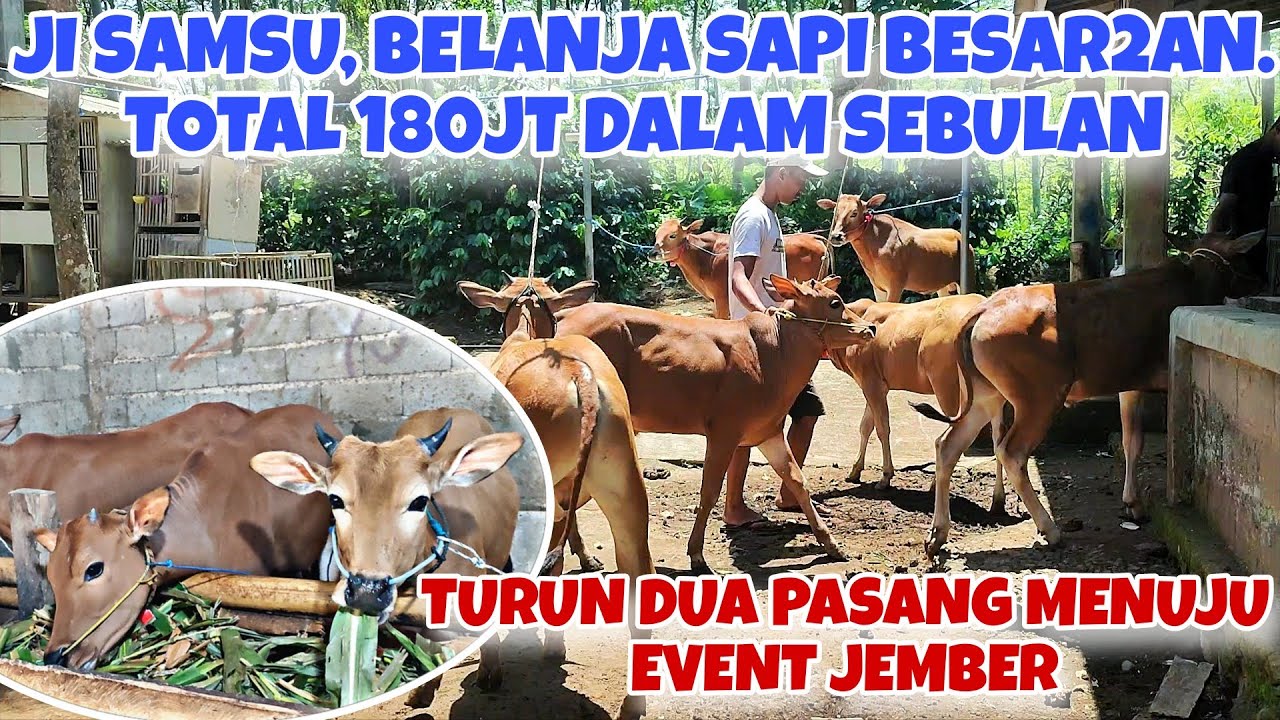 TRANSFER MUSIM PANAS || SANG JUARA BINTANG KOREA DIBOYONG OLEH JI SAMSU ...