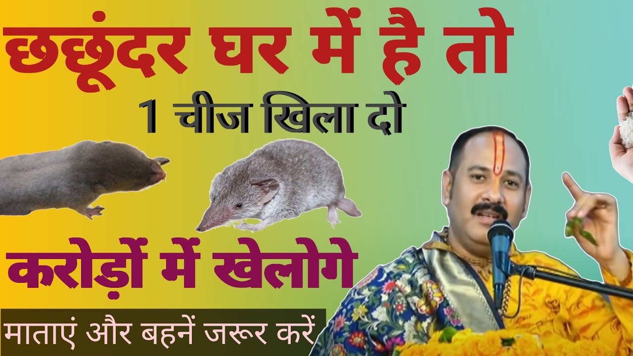 छछूंदर घर में है तो उसे ये चीज खिला दो, करोड़पति बनने से कोई नहीं रोक ...