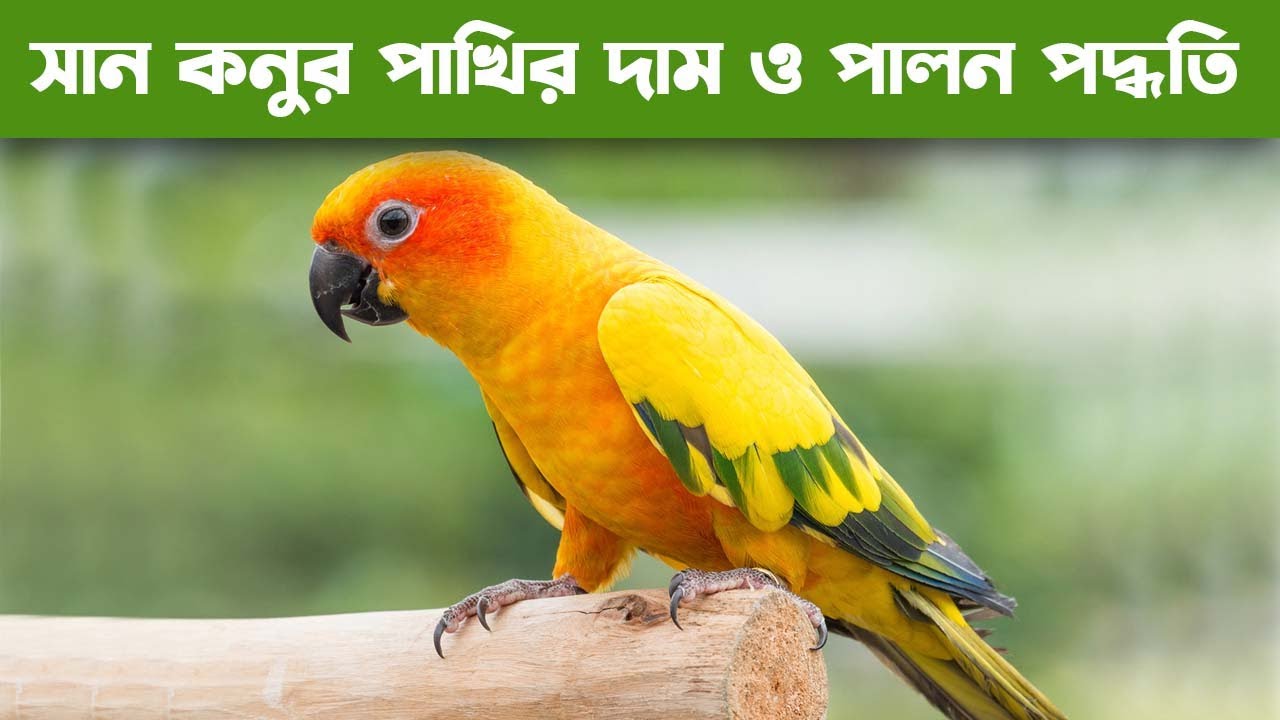 সান কনুর পাখির দাম , পরিচয় ও পালন পদ্ধতি | Sun Conure Price in ...
