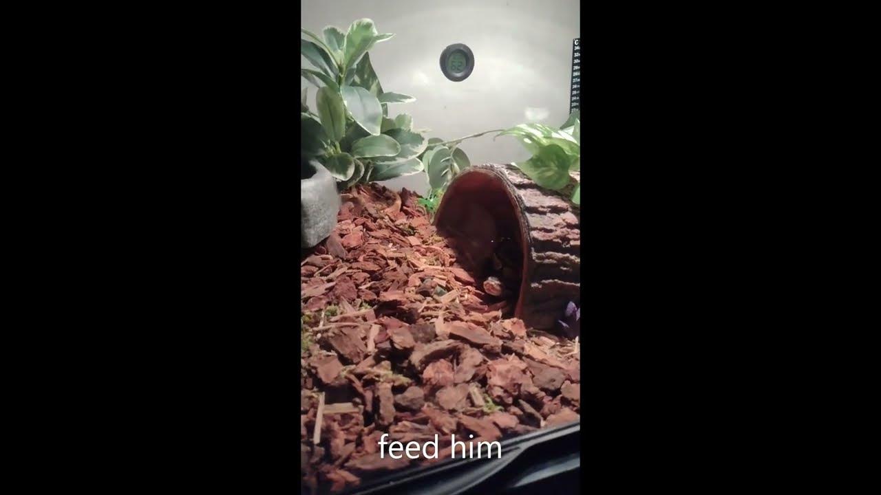 Ball Python feeding for beginners (How to tell if your snake is hungry ...