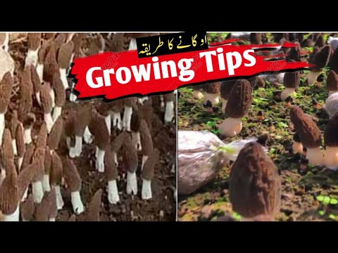 How To Grow Morel Mashrooms At Home |Grow Morchella At Home|Gar Mai ...