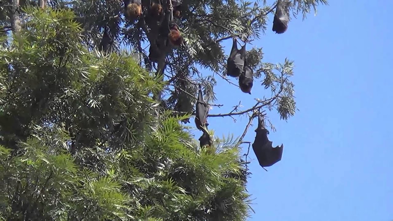 Fruit Bats in Kathmandu Nepal - YouTube