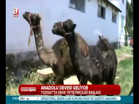 Sorgun'da deve yetiştiriciliği