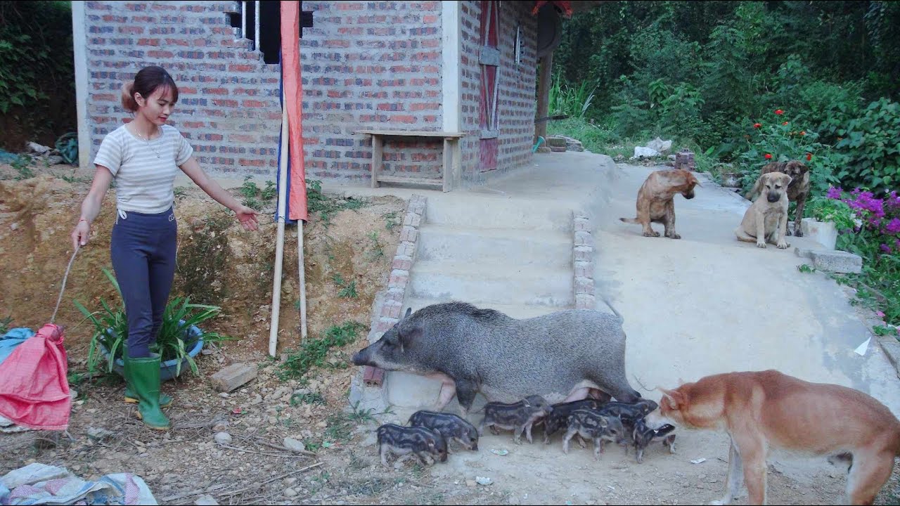 Chasing piglets from the old farm to the new farm - life off the grid ...
