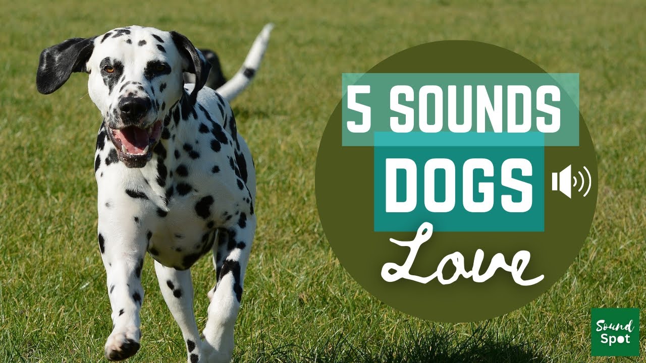 5 sounds to get you dogs attention | Sounds dogs and puppies love to ...