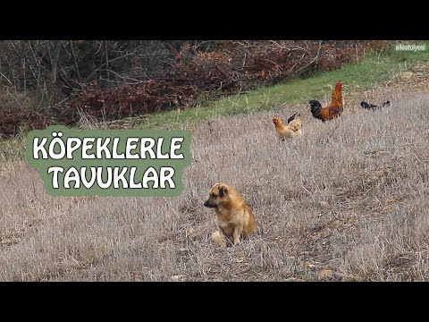 Tavuklar ve Köpekler; Gezen Tavukların Civarında Köpek Sürüsü / Chickens and Dogs