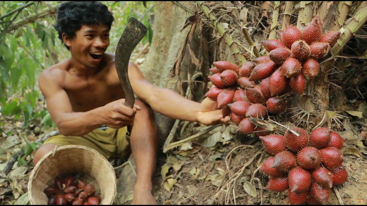 Rich Salacca wallichiana at up the hill - Salacca wallichiana spicy ...