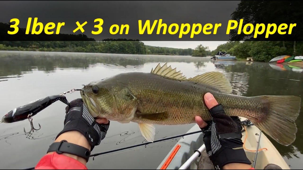 Fall Bass Go Crazy on Whopper Plopper! Triple 3 lber! - YouTube