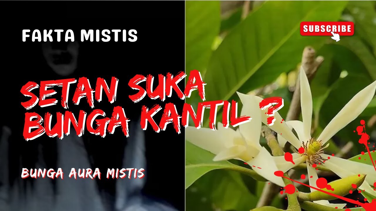 Bunga Kantil vs Bunga Setan Mana yang Lebih Menyeramkan? - YouTube