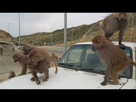 Very Funny Monkeys In Abha Saudi Arabia | شرارتیں کرتے ہوئے بندر 🐒 ...