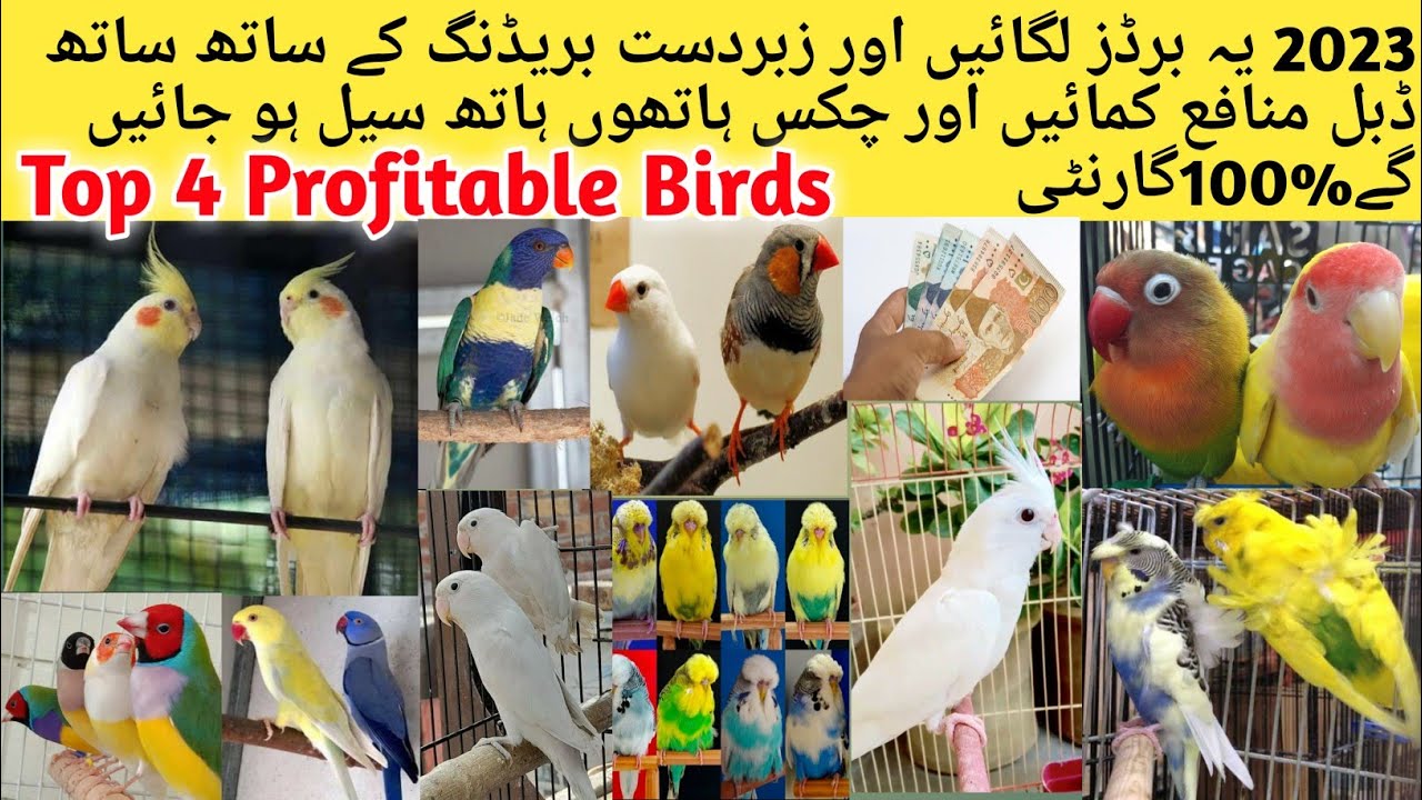 Birds Business l Top Profitable Birds 2023 l Top Profitable Lovebirds ...