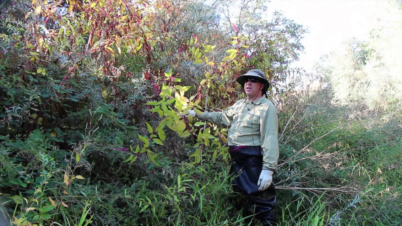 Invasive Plant Species Attack the Sierra Nevada Foothills! - YouTube