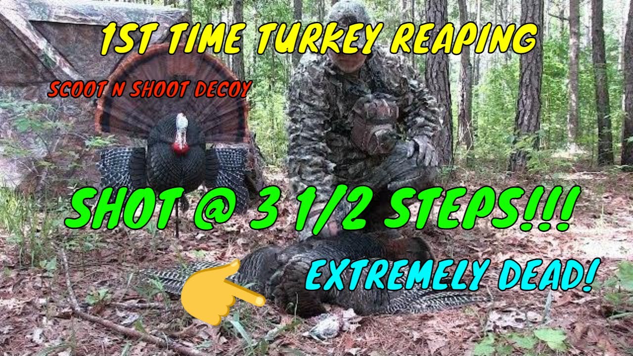 TURKEY REAPING AT 3 STEPS (AND A HALF) - YouTube