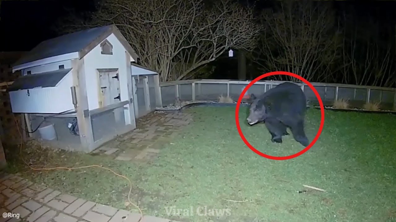 28 Rare & Scary Animal Encounters 😱 - YouTube
