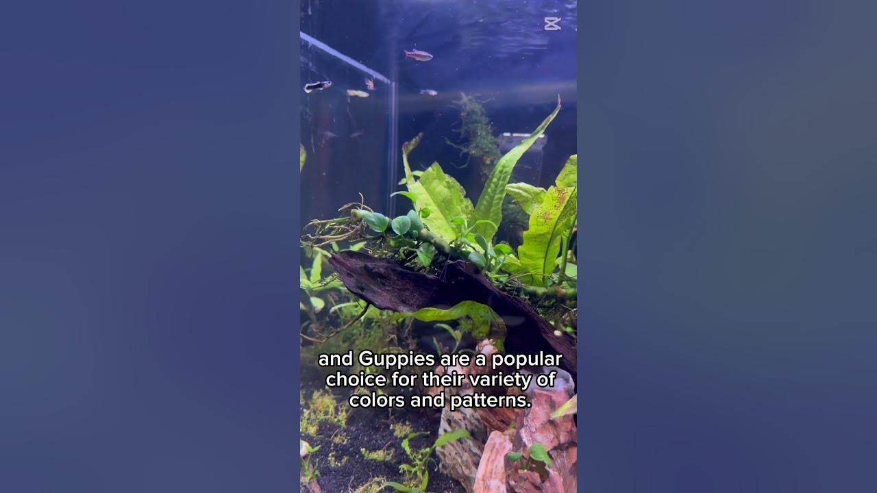 Part 3 Aqua forest. Started to introduce easy beginners fishes and their facts. - YouTube