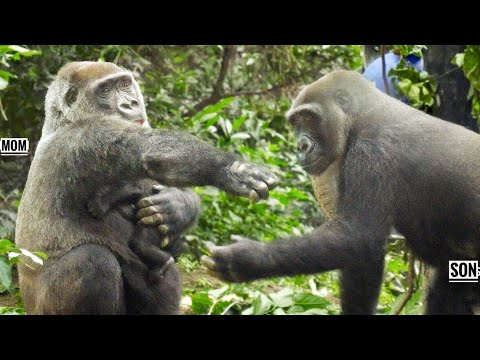 Mom Gorilla Knows how to handle her mischievous son | Kyoto zoo