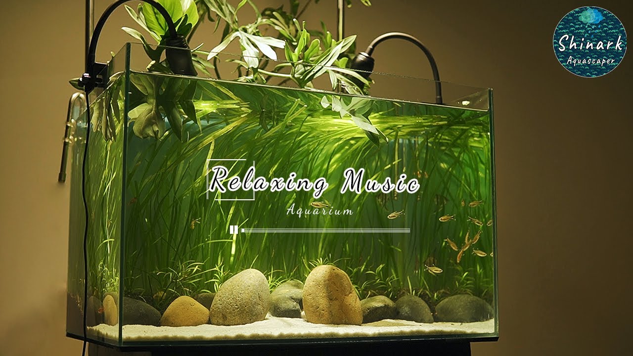 Fish tank music video with natural sounds to relax at home | Shinark ...
