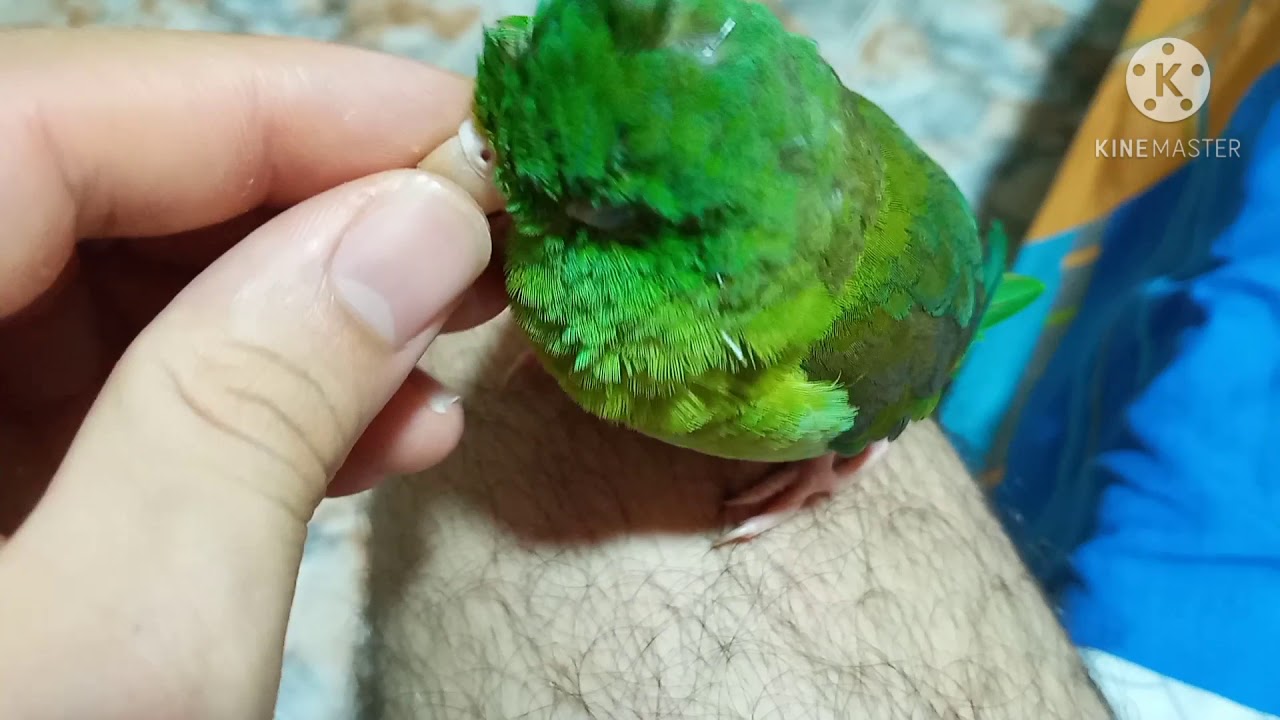 PERICOS VERDES ¿ COMO AMANSAR UN PERICO O LORO ? TIPS PERIQUITO MANSO Y ...
