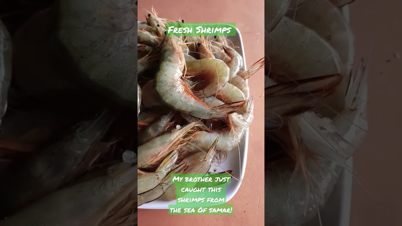 #shorts/ Fresh shrimps/ From the Sea of Samar - YouTube