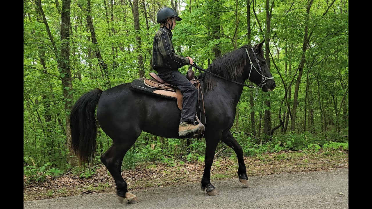 "Black Bayou Bonnie" 2005 Black Reg Morgan Mare - YouTube