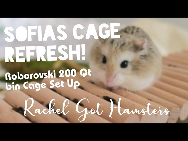 Robo Dwarf Hamster Cages