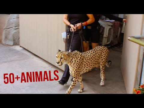San Diego Zoo Animals 2015 Montage - YouTube
