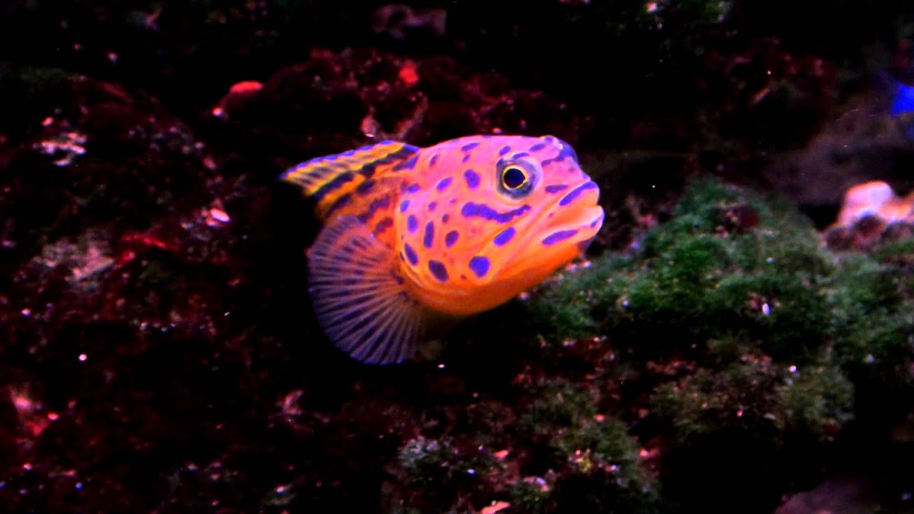 イレズミアマダイ Opistognathus decorus - YouTube