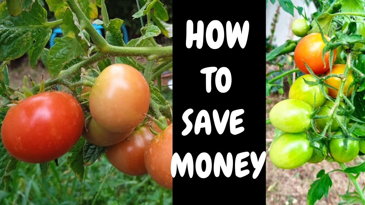 Random Gardening in Random Pots: How to Save Money in Gardening - YouTube