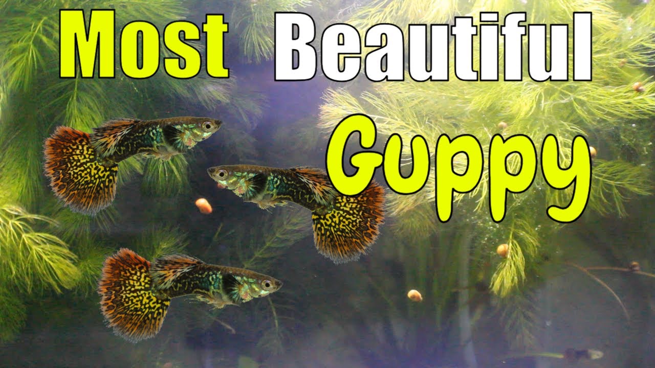 The Most Beautiful GUPPY In The WORLD! - YouTube