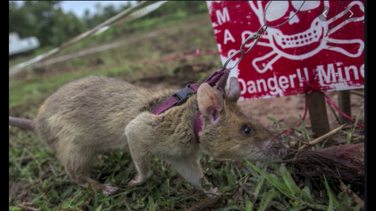 MEGAWA-A SUPERHERO RAT - YouTube