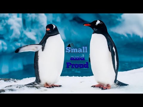 🔉Sounds of [SMALL] and [PROUD] penguins🐧 - YouTube