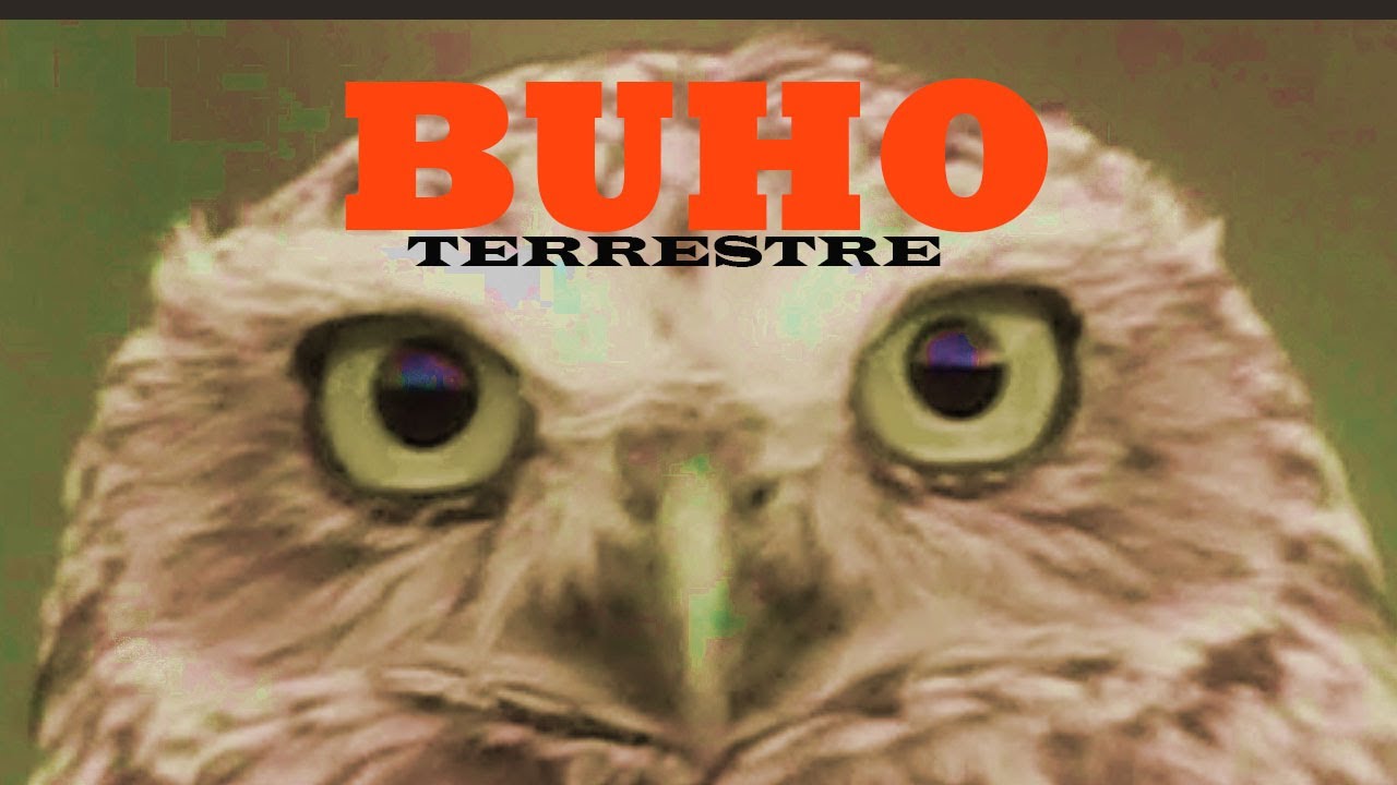 BUHO!!! terrestre, conocelo AHORA. - YouTube