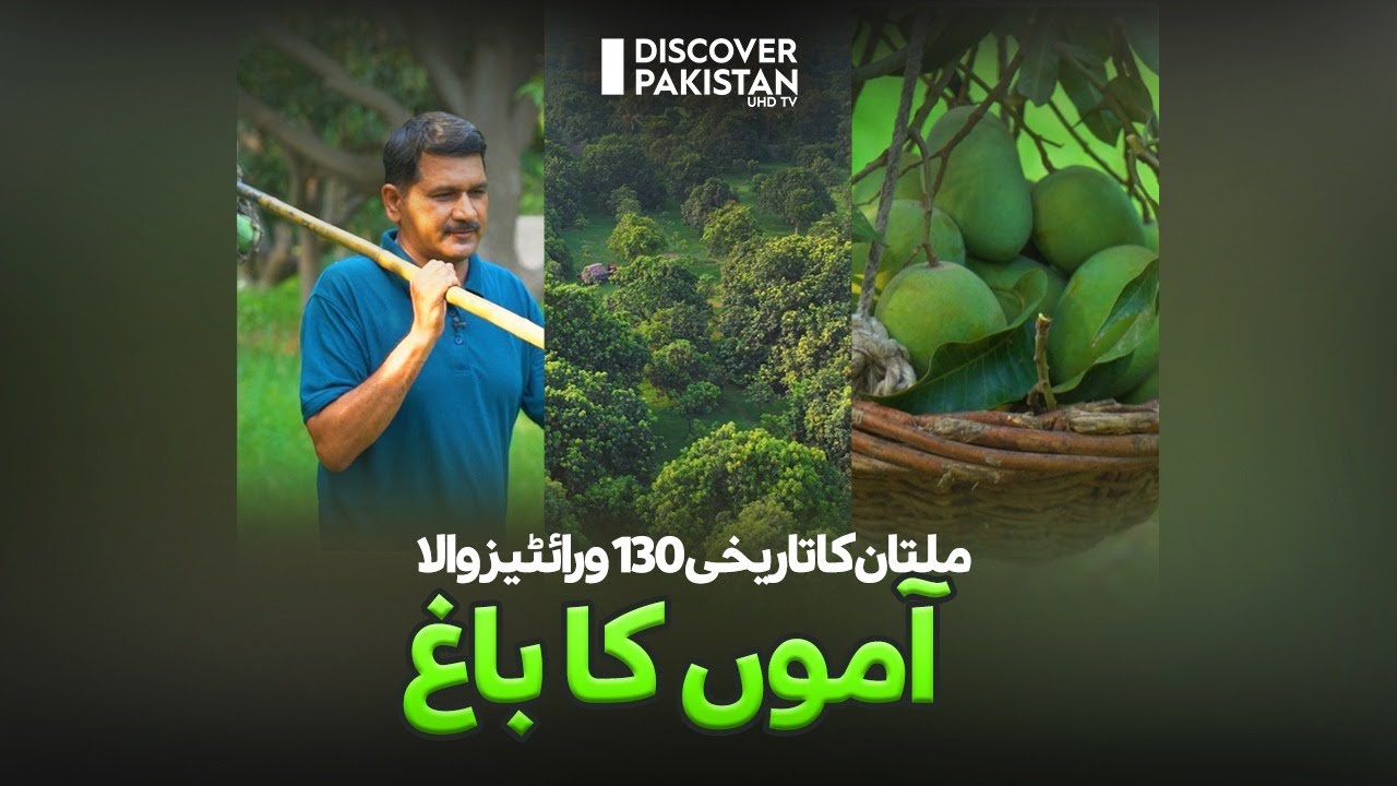 Multan's Historic 130 Varieties Mango Garden | Kissan Ka Pakistan ...