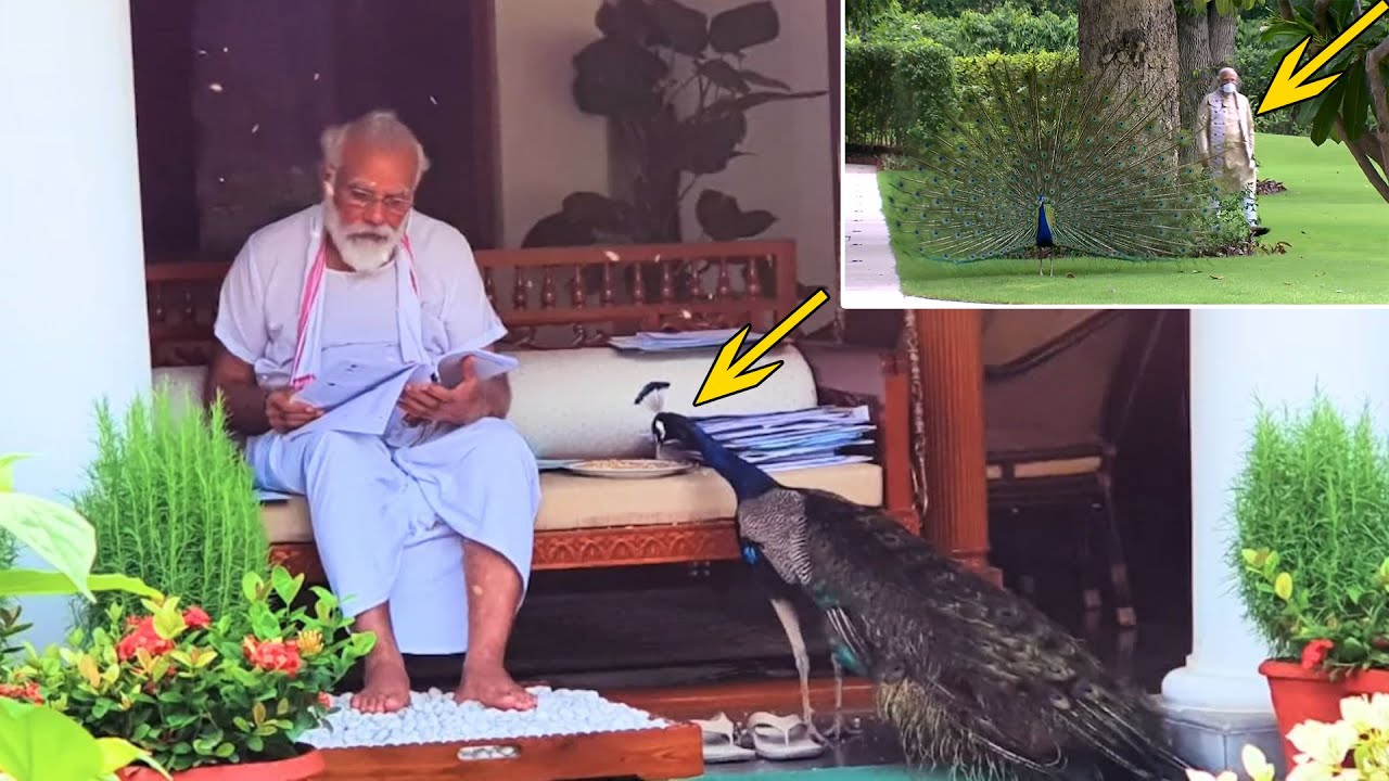 BEAUTIFUL SCENE: PM Narendra Modi Feeding Peacocks At Residence 7LKM ...