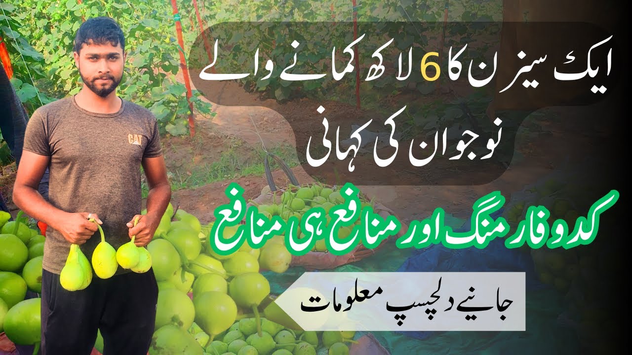 biggest Earning Formula| Kaddu Farming in Pakistan | ghia kadoo-Farming ...