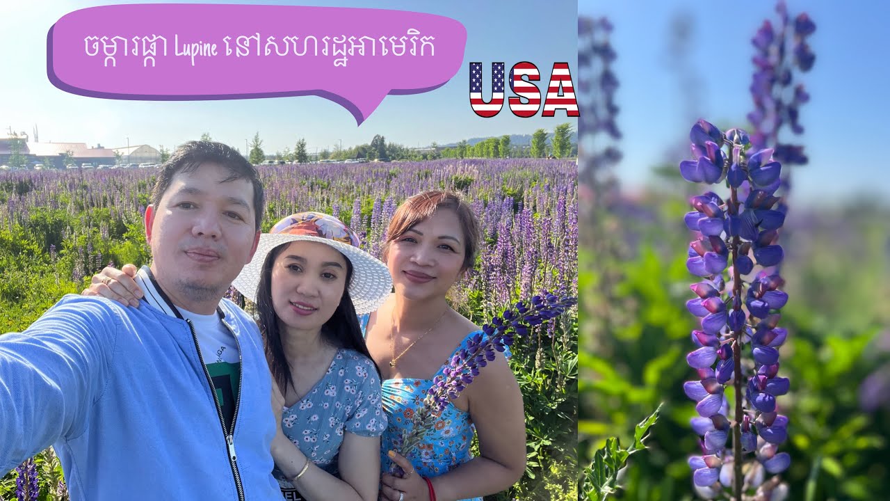 ចំការផ្កា Lupine នៅសហរដ្ឋអាមេរិក| Lupine farm in USA - YouTube