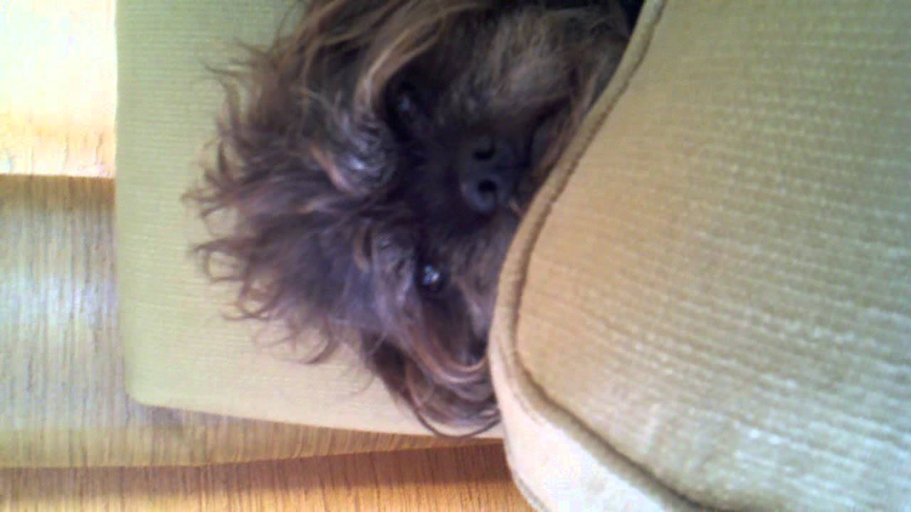 Wookie poopin his pants! - YouTube