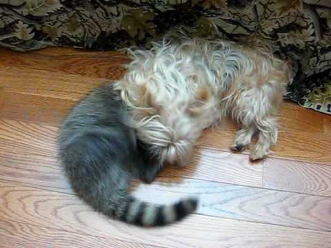 Forest ( the pet ratcoon) Ginger (Yorkie) - YouTube