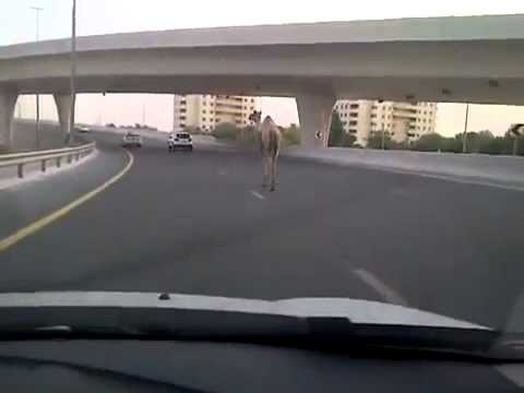 Camel Hit By Car [MUST SEE] || WOF - YouTube